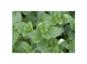 4063654258674 - Mentha spicata Grüne Minze aromatisch ca 9x9 cm Topf
