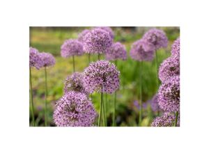 4063654285915 - Allium aflatunense Gladiator Zierlauch violett ca 9x9 cm Topf