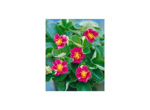 4063654295839 - Fragaria vesca var semperflorens Rosea Walderdbeere rosa ca 9x9 cm Topf