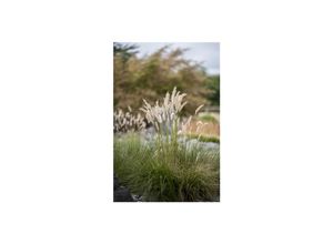 4063654257608 - Festuca gigantea Riesen-Schwingel ca 9x9 cm Topf