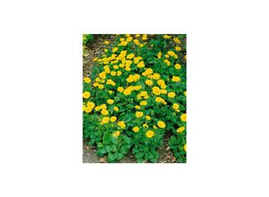 4063654293842 - Doronicum orientale Little Leo Gämswurz gelb ca 9x9 cm Topf
