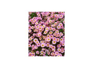 4063654287940 - Aster dumosus Tina Kissen-Aster violett ca 9x9 cm Topf