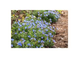 4063654303268 - Lithodora diffusa Star Himmelsherold blau-weiß ca 9x9 cm Topf