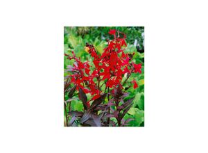 4063654303312 - Lobelia splendens Elmfeuer leuchtend rot ca 9x9 cm Topf