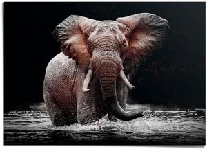 8714597626551 - Poster REINDERS Elefant schwarz (schwarz mit motiv elefant gr 140 x 100 cm) B140cm H100cm T01cm Papier Bilder