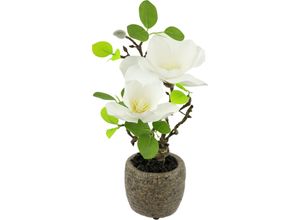 4019844810191 - Kunstblume IGEA Magnolie im Topf weiß B14cm H33cm L16cm Polyester Kunstpflanzen Künstlich wie echt Deko Blume Zimmerpflanze Baum klein Magnolienblüten