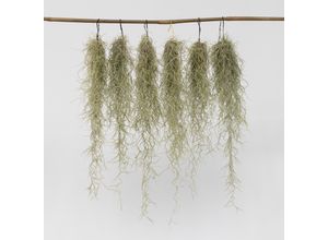 7428476011802 - Plant in a Box - Spanisches Moos - 6 Stk - Tillandsia usneoides - Höhe 25-40cm - Topf 5cm