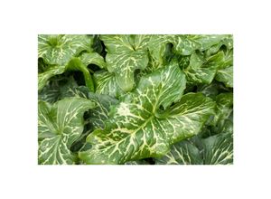4063654287315 - Arum italicum Pictum Italienischer Aronstab ca 9x9 cm Topf