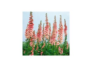 4063654293743 - Digitalis purpurea Apricot Fingerhut apricotfarben ca 9x9 cm Topf