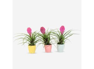 8721278903153 - Plant in a Box - Tillandsia cyanea ‘Pastel’ – Set mit 3 Stück im Topf – Höhe 20–30cm – ø7cm