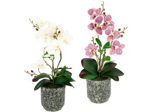 4019844779009 - Kunstpflanze IGEA Orchidee Kunstpflanzen Gr B H L 18 cm x 38 cm x 38 cm 2 St beige (creme rosa) Künstliche Zimmerpflanzen Mit Blättern und Luftwurzeln im Topf aus Keramik 2er Set