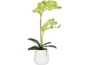 4064118325734 - Kunstorchidee CREATIV GREEN Orchidee Phalaenopsis grün H50cm Kunststoff Kunstpflanzen mit dauerhafter Blütenpracht