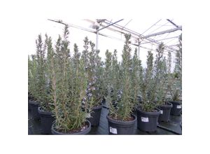 4251740112645 - 7 Stück echter Rosmarin Officinalis 50-60cm Höhe XL Busch Ø 20-30 cm stehend winterhart Kräuter