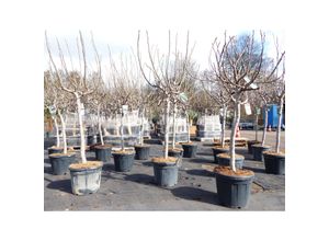 4251740124150 - Feigenbaum 180 cm Stammumfang 14 - 20 cm winterhart kräftiger Stamm Ficus Carica Feige Obst