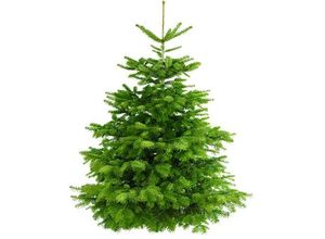 0753626456354 - Echter Weihnachtsbaum WEIHNACHTSBAUM GURU Nordmanntanne Weihnachtsdeko grün (tannengrün) 170cm bis 190cm Holzwerkstoff Weihnachtsbäume zum Aufstellen