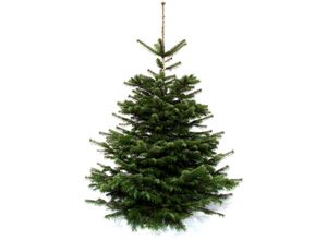 4260745370158 - Echter Weihnachtsbaum WEIHNACHTSBAUMLAND Nordmanntanne Premium Baumschul-Qualität in verschiedenen Größen Gr 2 grün (tannengrün) 50 170cm bis 190cm Holzwerkstoff Weihnachtsbäume Stammdurchmesser 10-12cm frisch geschlagen Weihnachtsdeko