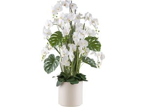 4064118240839 - Kunstorchidee CREATIV GREEN Orchidee Phalaenopsis beige (creme) Kunstpflanzen H 140cm Kunststoff mit Gräsern und Splitphilo-Blättern H140cm