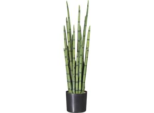 4003529230350 - Sansevieria cylindrica im Kunststofftopf Höhe 1000 mm kaiserkraft