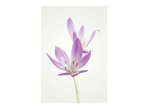 4055065151743 - Bild KOMAR Autumn Crocus bunt (farbe bild(er) bunt) B50cm H70cm Papier Holz Bilder Wandbild zur Dekoration - ohne Rahmen